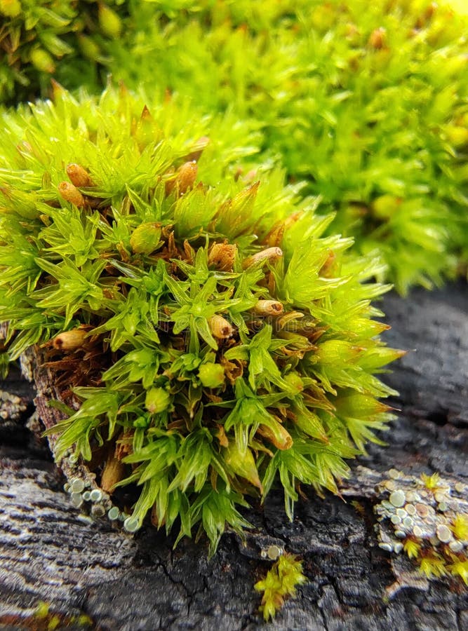 Moss closeup stock image. Image of bracket, interaction - 47010073