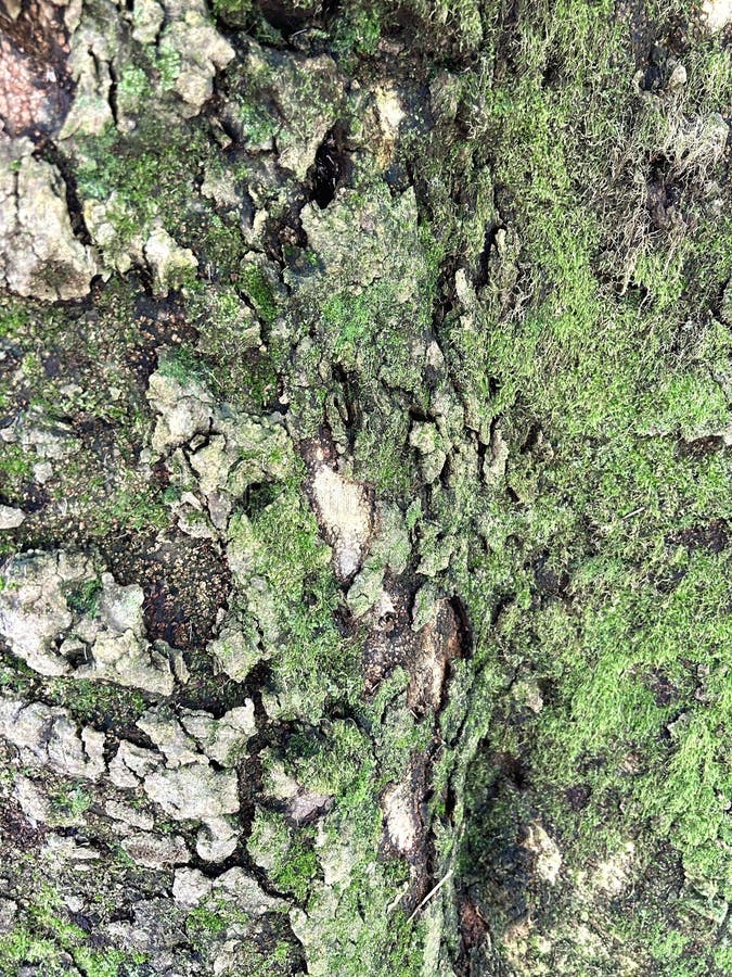 Green Moss Color Texture. Rock Wall Texture. Vertical Composition Stock ...