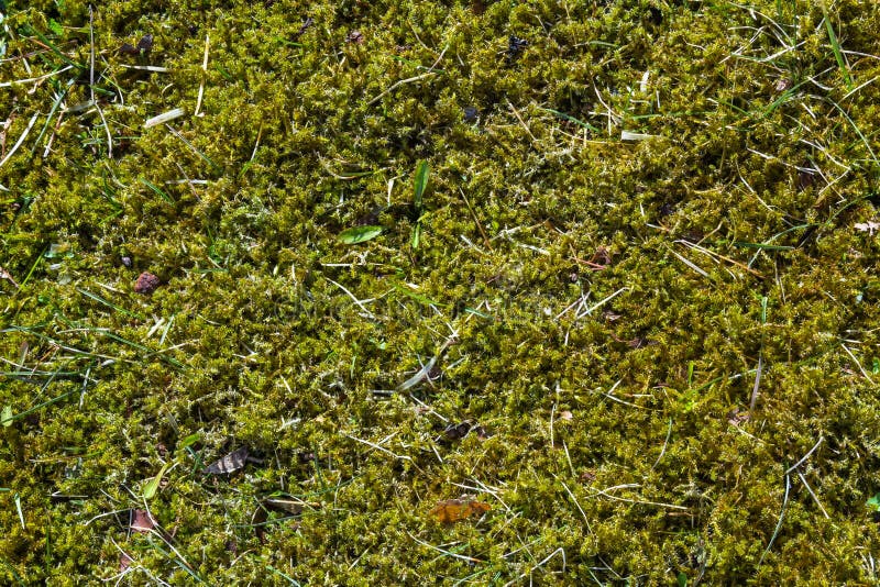 Moss Ground Cover Background Stock Photo - Image of background, rocks ...