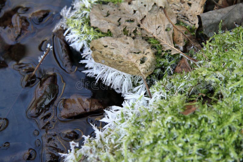 Green Moss Covered with Frost in the Frost Stock Image - Image of ...
