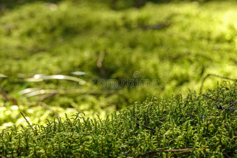 Green Moss Covered Ground in Cozy Forest. Stock Image - Image of forest ...