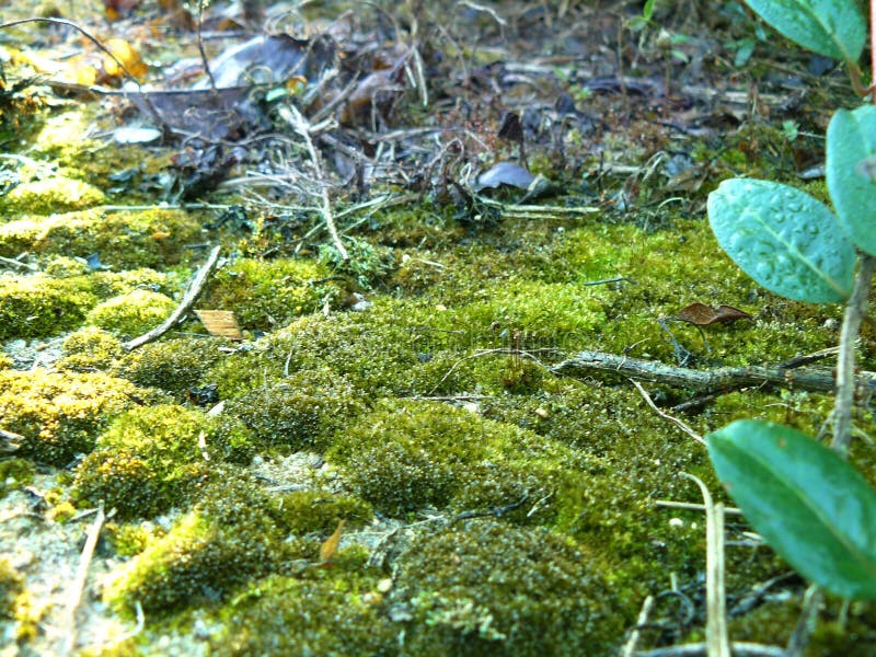 Green Moss Covered on the Ground Stock Image - Image of backdrop ...