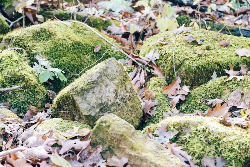 Green Moss Covered Rocks Surrounded by Fall Leaves in Autumn Stock ...