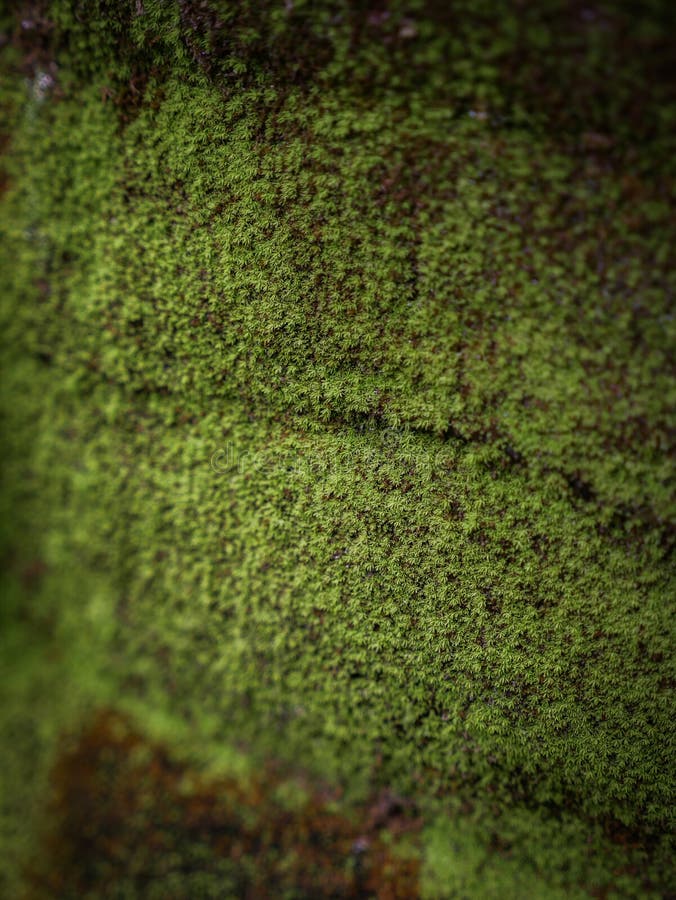 Green Moss Covered the Stones. Stock Image - Image of nature, mossy ...