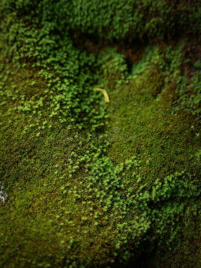 Green Moss Covered the Stones. Stock Image - Image of growth, organic ...