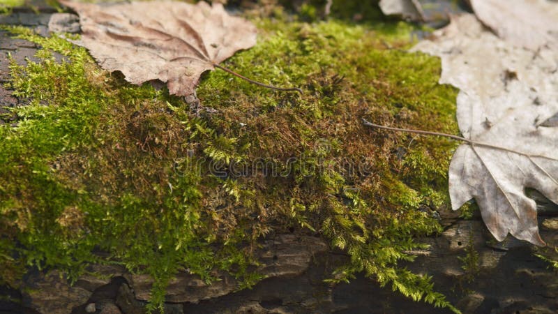 Green Moss Covered on Trunk of Big Tree. Large Tree Trunk Covered with ...