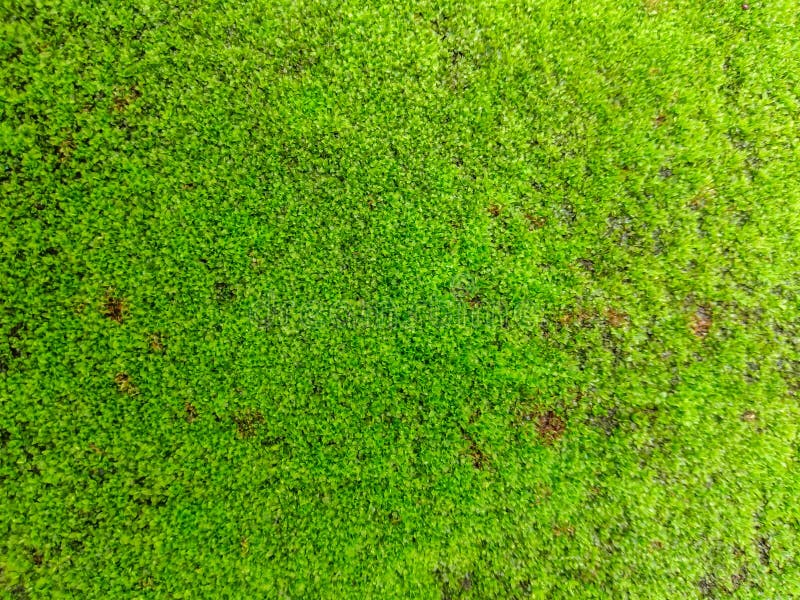 Green Moss Covers the Ground Stock Photo - Image of garden, plants ...