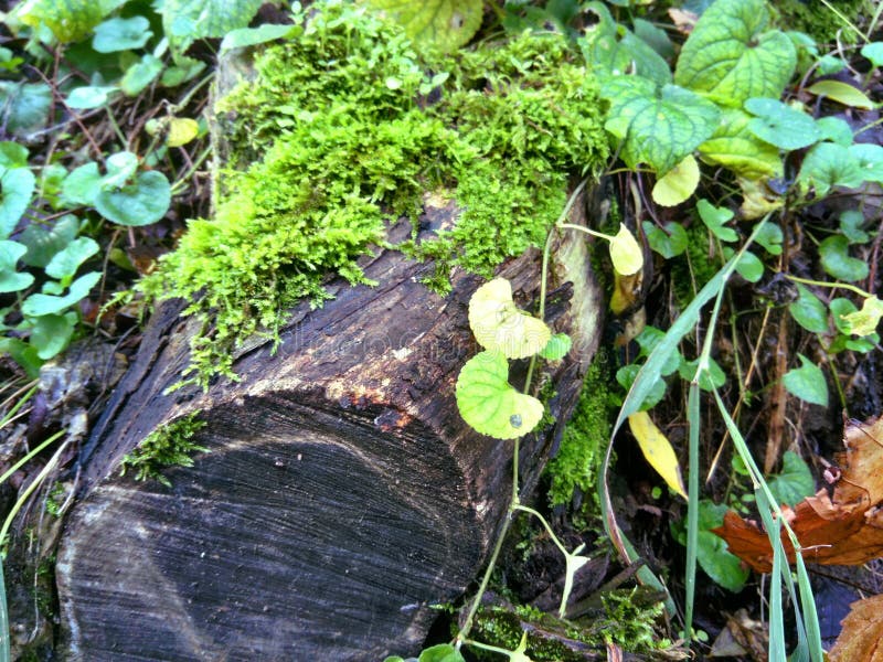 Green moss on tree root stock image. Image of shade - 201171027