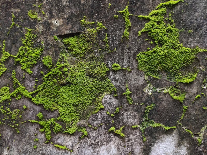 Green Moss Crepe, Mold Naturally Stock Photo - Image of wall, trunk ...