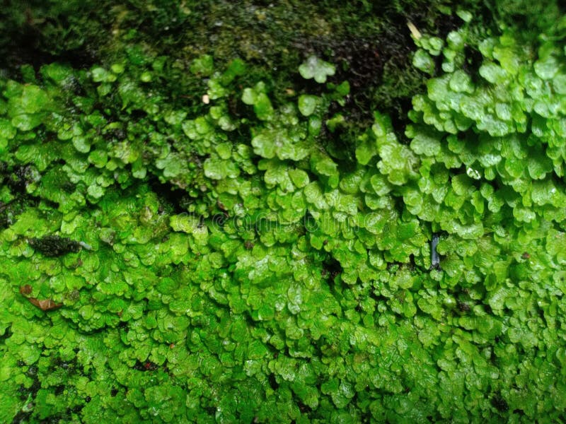 Green moss in damp places stock image. Image of wall - 209735121