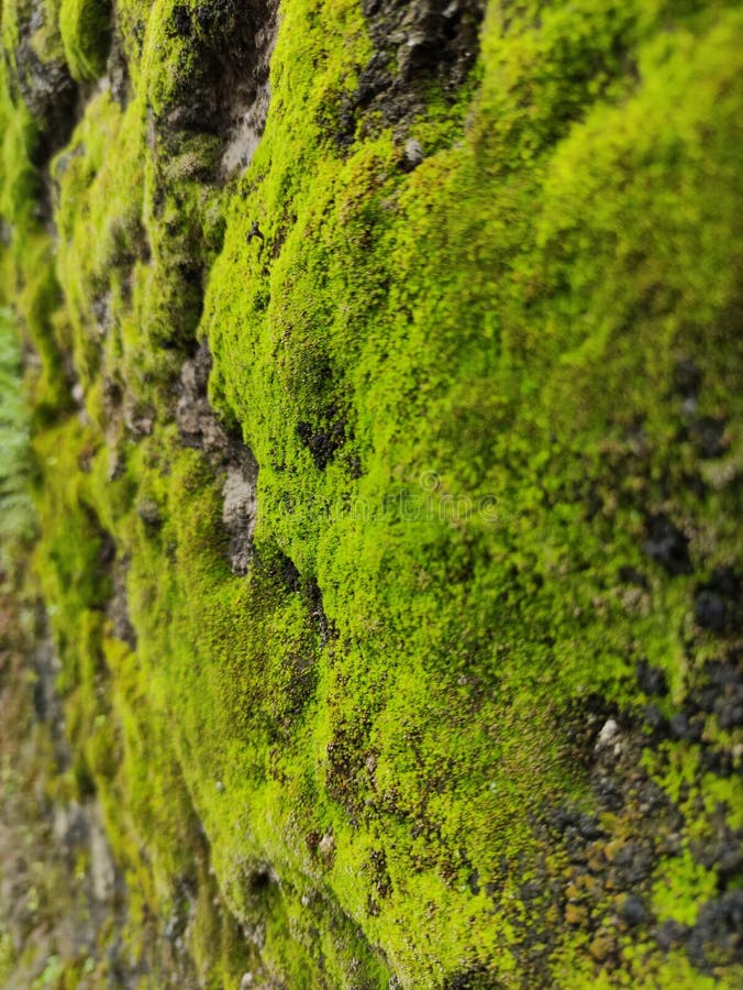Green moss on damp walls stock image. Image of damp - 209459043
