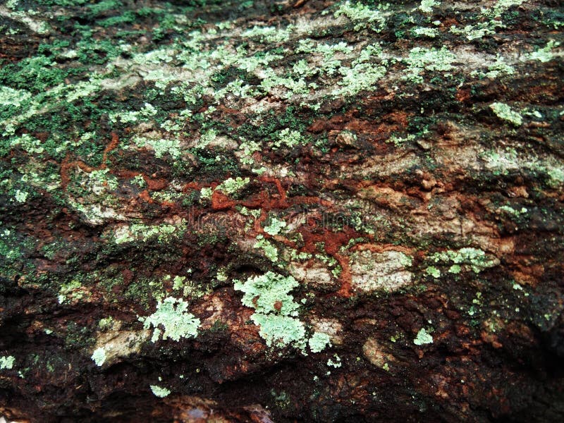 Green moss on decay wood stock photo. Image of brown - 96063438