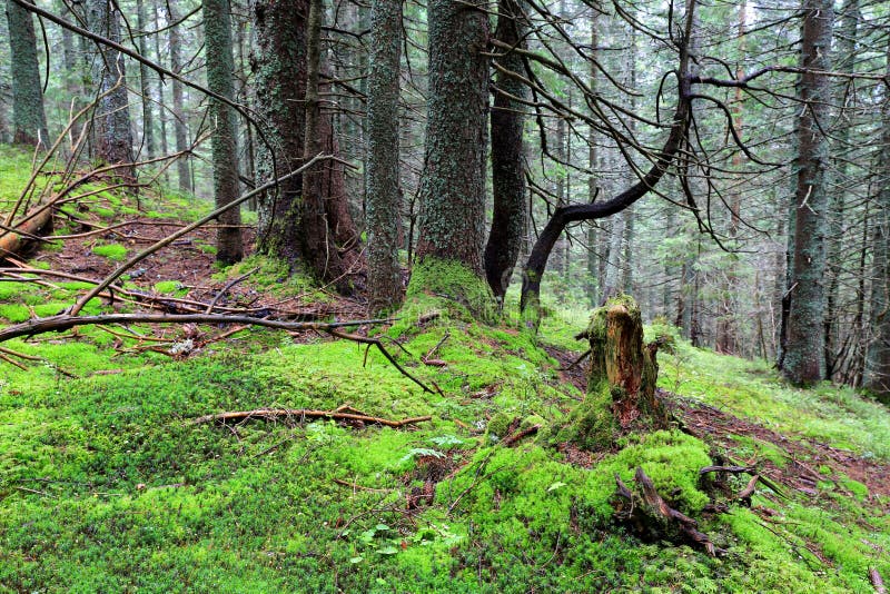 Green moss in deep forest stock image. Image of green - 78319197