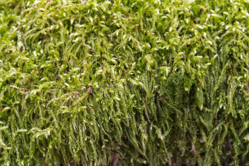 Green moss detail stock image. Image of macro, soft, lush - 87987697