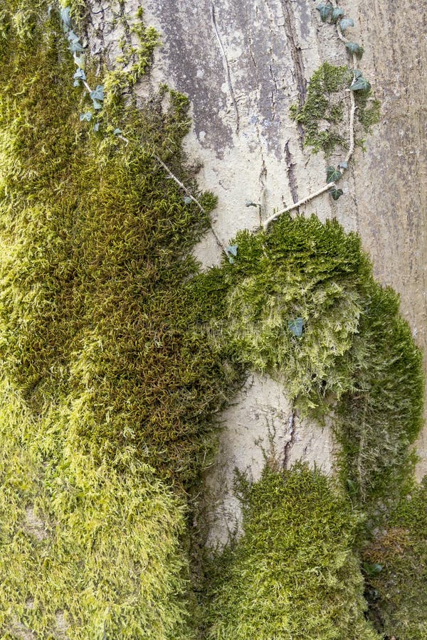 Green moss detail stock image. Image of softness, plant - 87987435