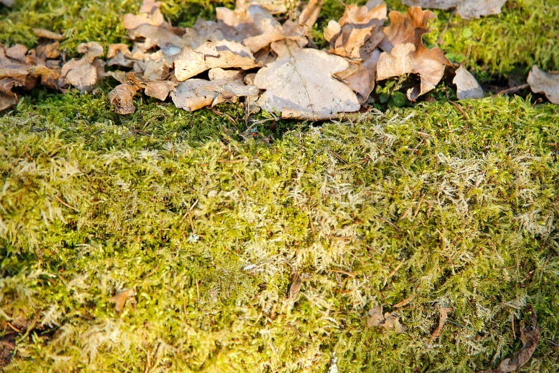 Green Moss with Dry Foliage on the Surface Stock Photo - Image of grass ...