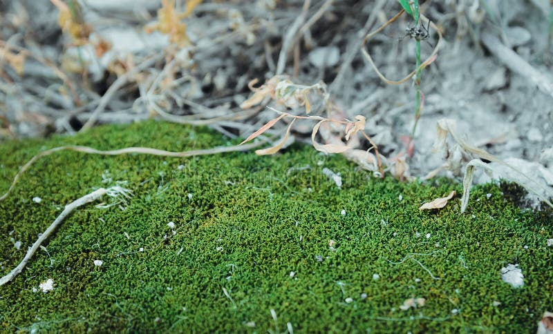 Green moss on a dry grass stock image. Image of ancient - 128370049