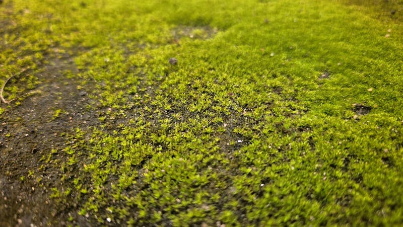 Green Moss Field on Concrete Floor Walk Way Background Stock Photo ...