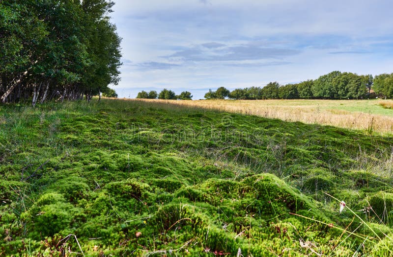 Green moss field stock image. Image of blue, sunrise - 64292901