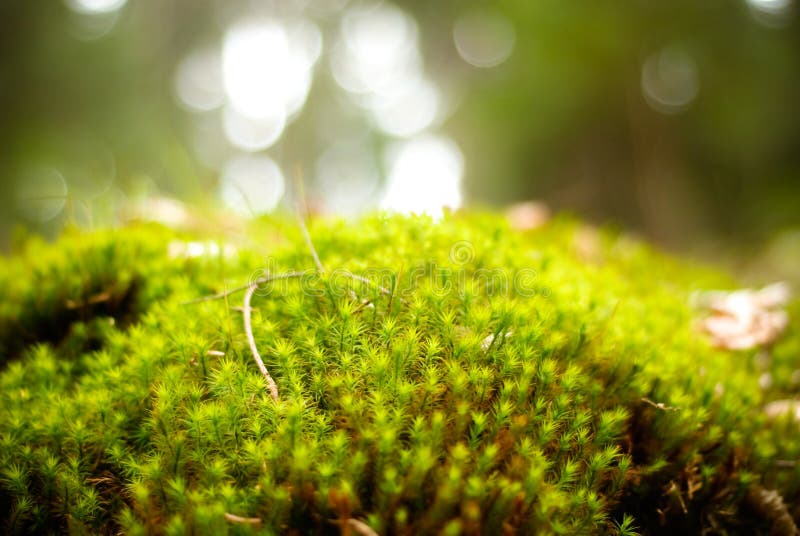 Green moss forest stock photo. Image of landscape, macro - 13970914