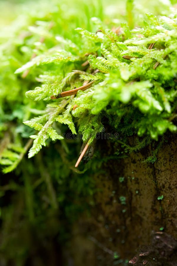 Green moss stock photo. Image of ground, closeup, nature - 32695014
