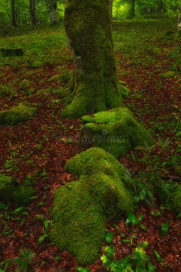 Green moss in the forest stock image. Image of green - 108326917