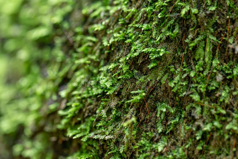 Green moss in the Forest stock photo. Image of woods - 214268240