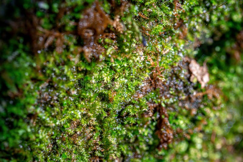 Green moss in the Forest stock photo. Image of pattern - 219004206