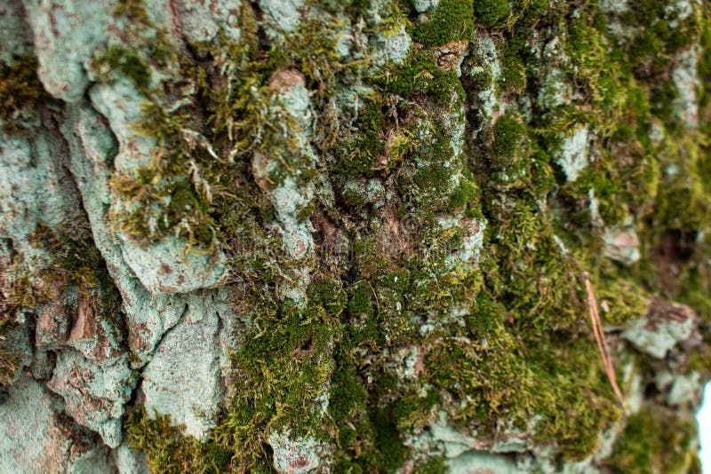 Green Moss Forest Background, Tree in Moss Stock Image - Image of ...