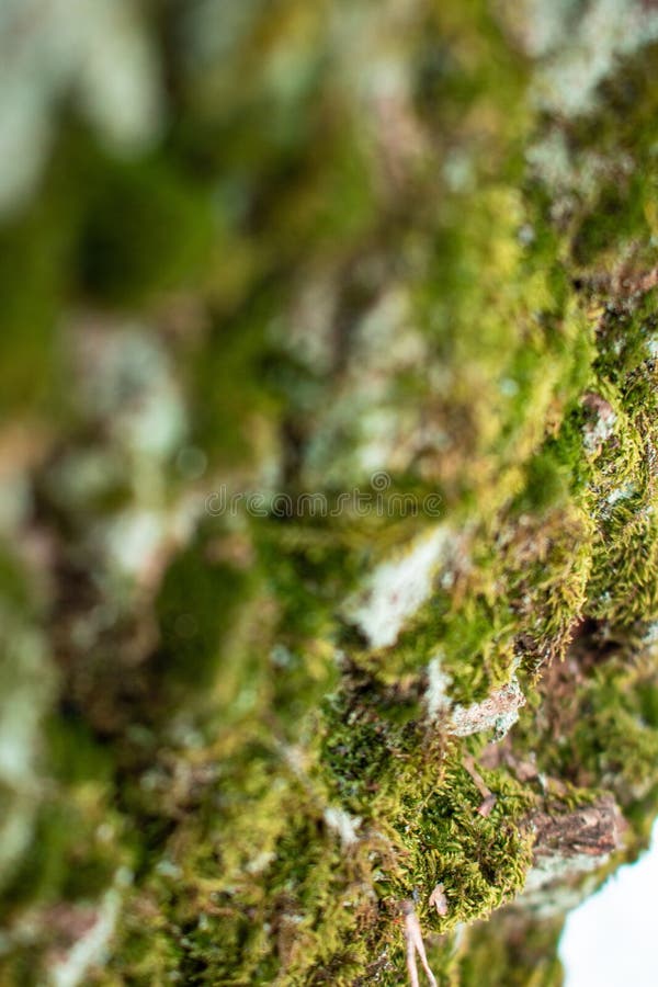 Green Moss Forest Background, Tree in Moss Stock Image - Image of bark ...