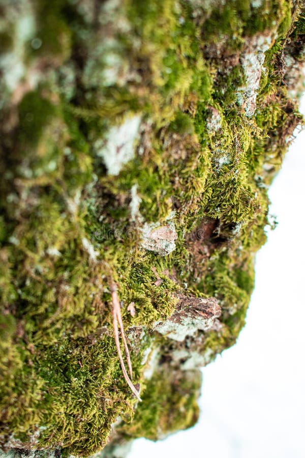 Green Moss Forest Background, Tree in Moss Stock Image - Image of shine ...