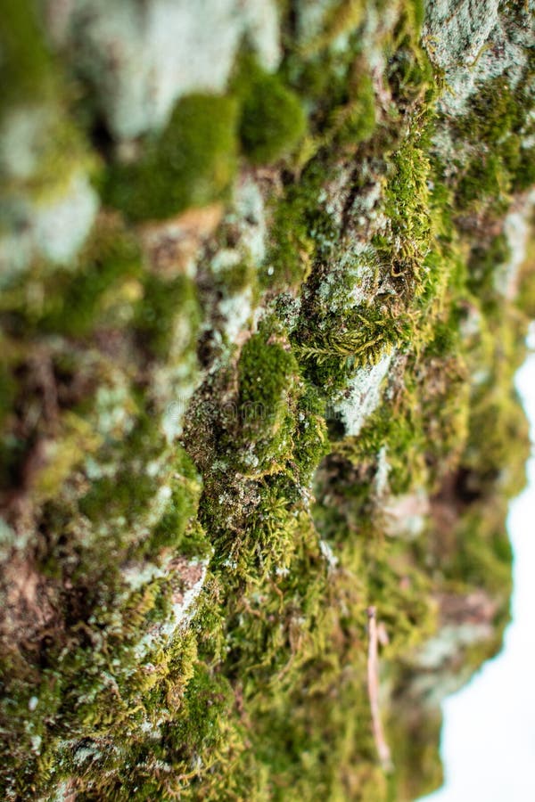 Green Moss Forest Background, Tree in Moss Stock Image - Image of shine ...