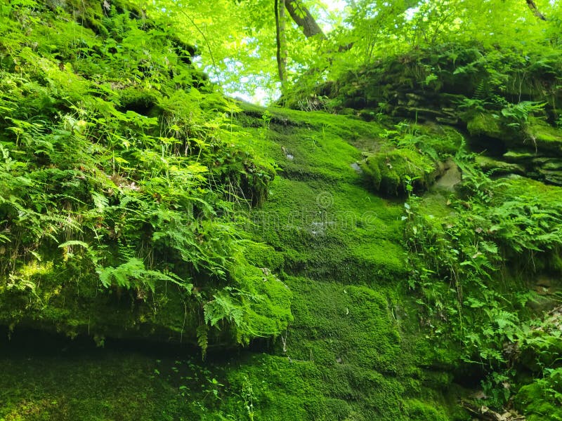 Green moss on forest bluff stock image. Image of exploration - 250753797