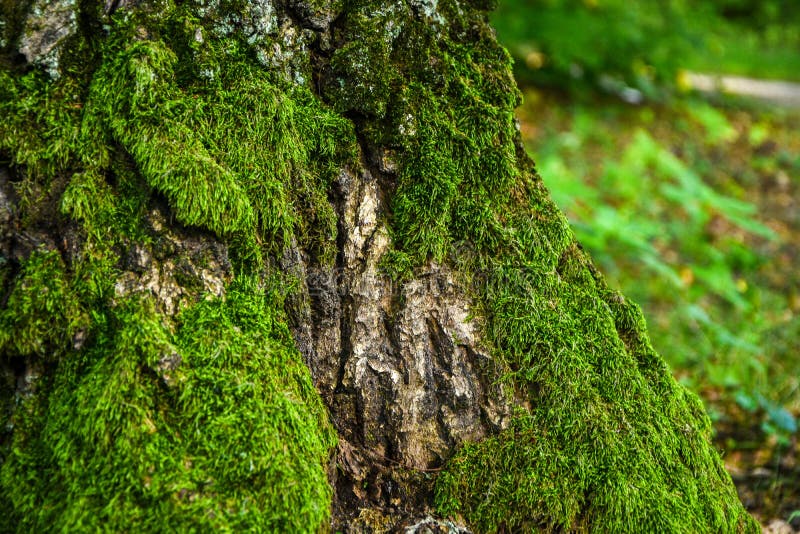 Green Moss in the Forest at the Bottom of the Tree Trunk. Nature ...
