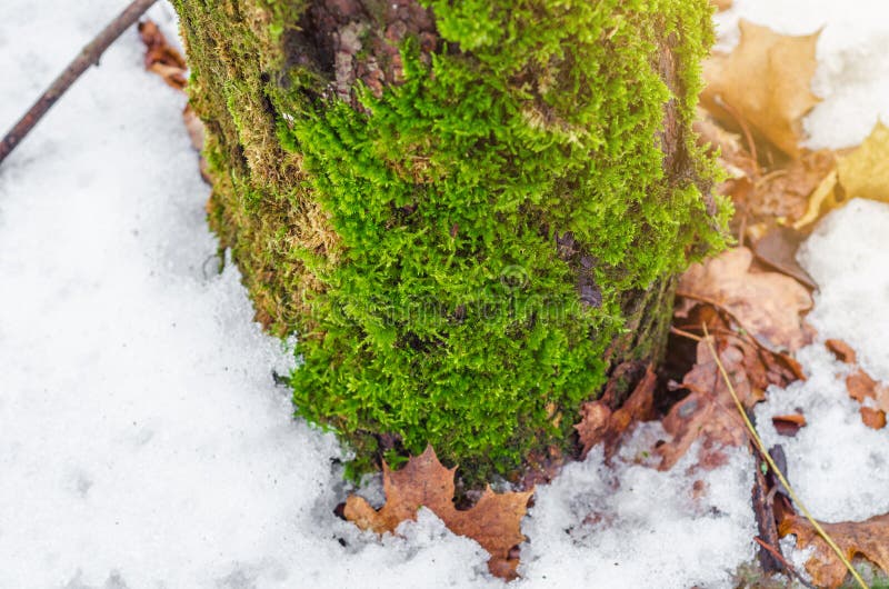 Green Moss in the Forest at the Bottom of the Tree Trunk. Nature ...