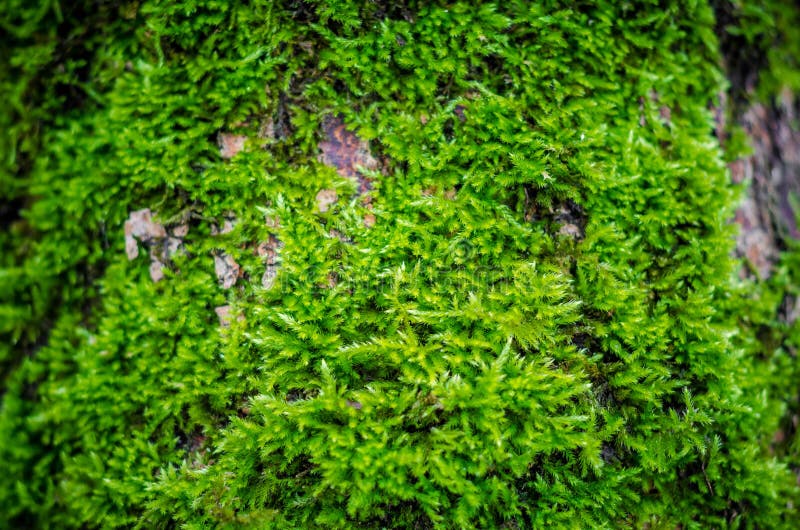 Green Moss in the Forest at the Bottom of the Tree Trunk. Nature ...