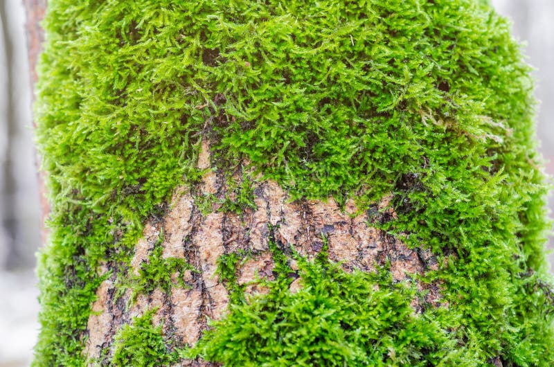 Green Moss in the Forest at the Bottom of the Tree Trunk. Nature ...