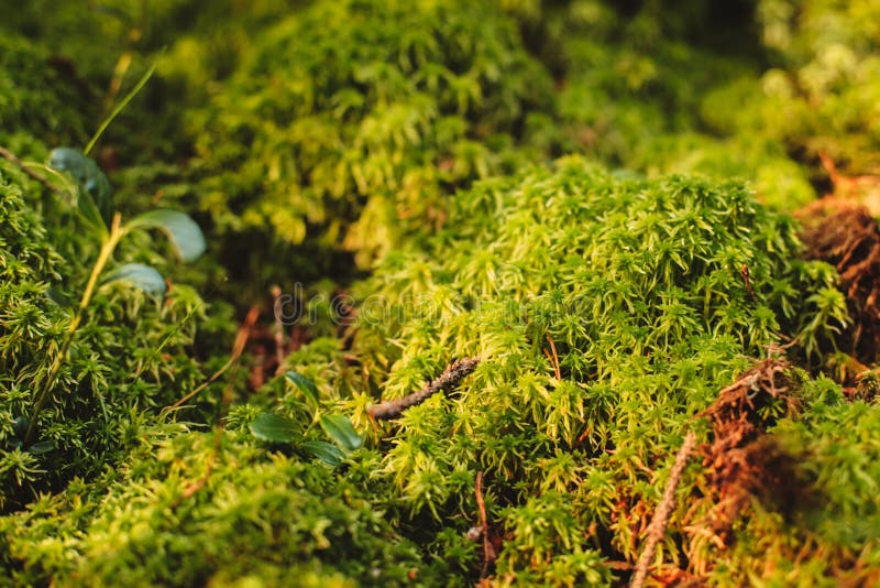 Green Moss in Forest Close Up Stock Photo - Image of field, close ...