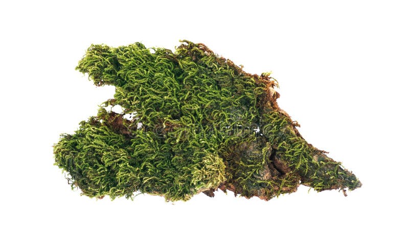 Green Moss at Forest Isolated on White Background Stock Image - Image ...