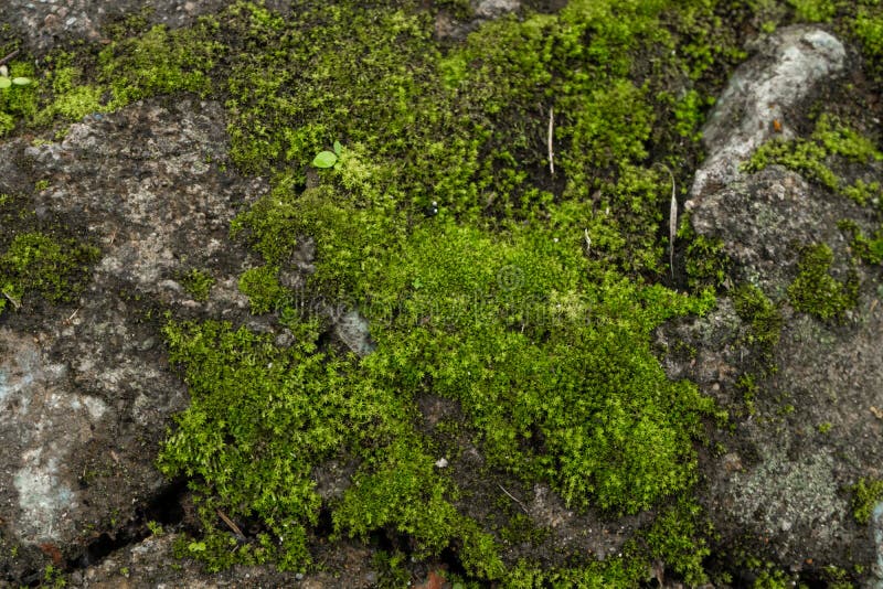 Green Moss in the Forest. Jungle Stones, Greenery Stock Photo - Image ...