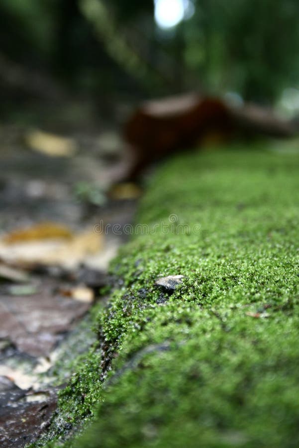 Green Moss on the Forest Path Stock Image - Image of leaf, nature: 94659009