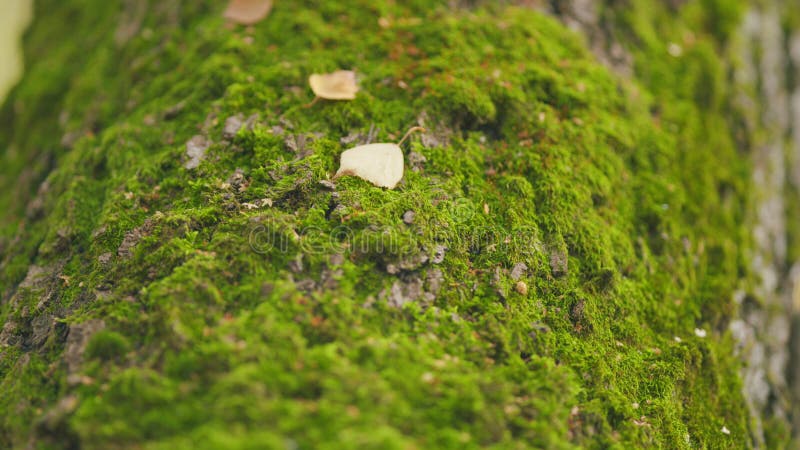 Green Moss in Forest. Green Moss Plastering Tree Log. Tilt Up. Stock ...