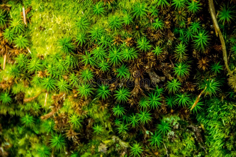 Green moss in the forest stock image. Image of herbs - 149183739