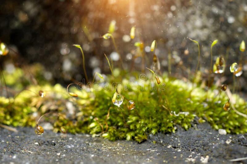 Green Moss in the Forest with Sunlight Stock Image - Image of plant ...
