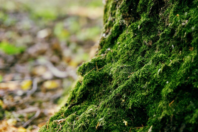 Green Moss in the Forest on the Trunk of a Tree. Moss Close-up, Soft ...