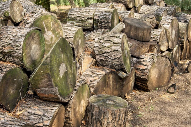 Green Moss Forming on Pile of Cut Logs Stock Photo - Image of texture ...