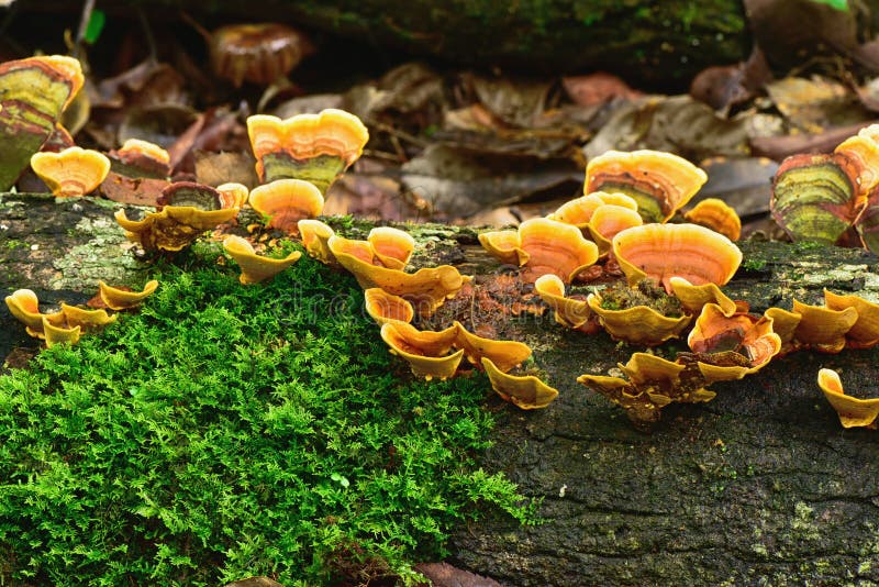 Green Moss with Ganoderma Mushroom Stock Photo - Image of timber ...