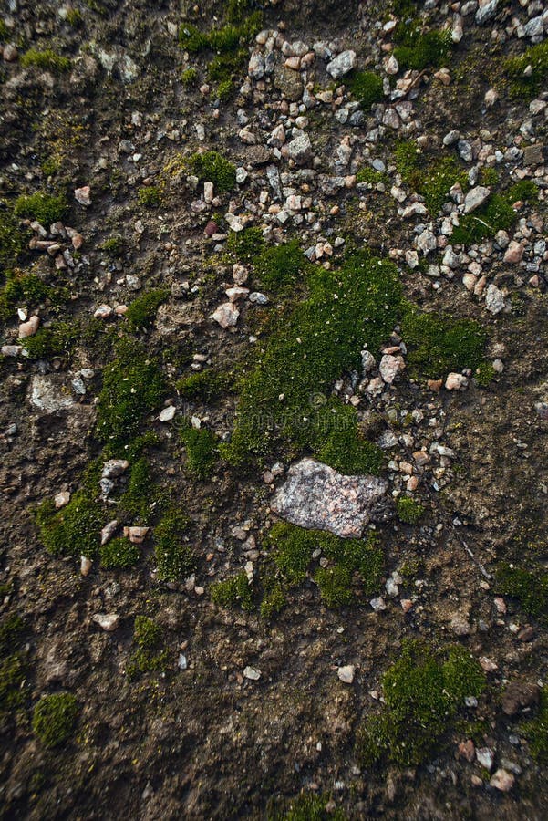 Green Moss with Granite on the Ground Stock Image - Image of break ...