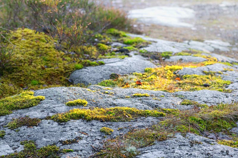 Green Moss on Granite Rocks Stock Image - Image of rocks, rock: 36366049