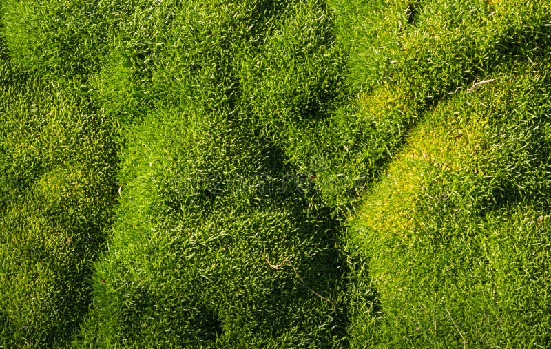 Green Moss Grass stock image. Image of garden, natural - 41492623